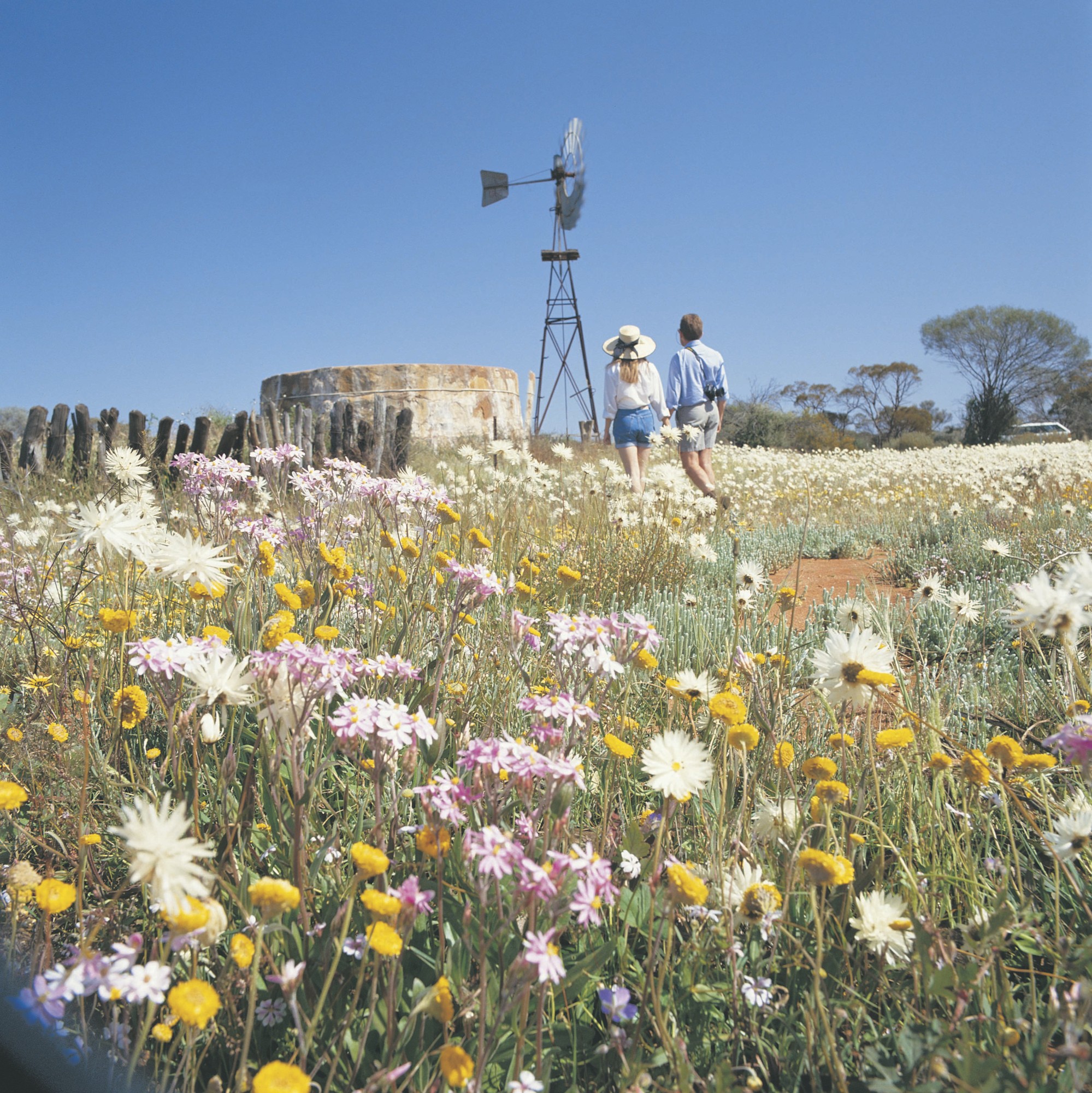 Solve Field of everlastings on a WA Station Stay jigsaw puzzle online ...